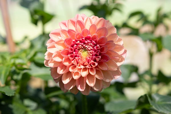 Stone Hollow Farmstead | Substack