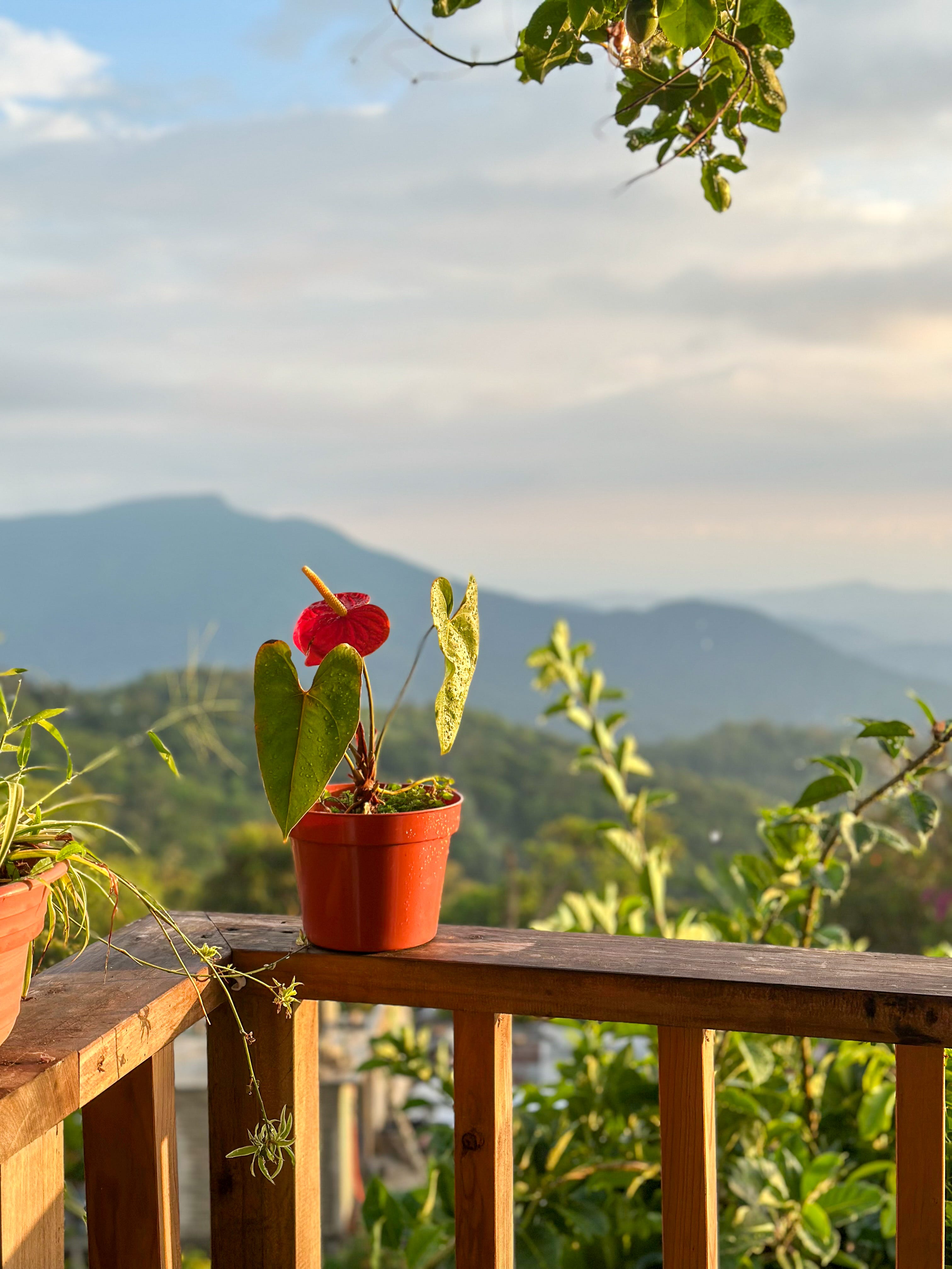 Exploring Pluma Hidalgo: A Hidden Gem in Oaxaca's Coffee Country
