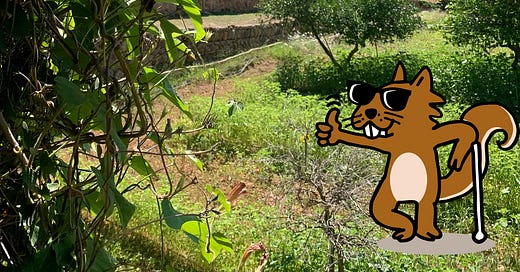 Blind Squirrel Macro | The Blind Squirrel | Substack