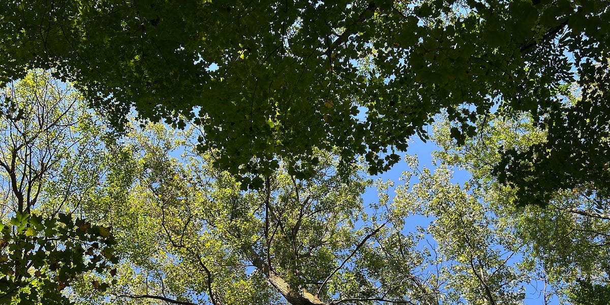 The comfort of trees - Eco-Logic by Melanie Lenart