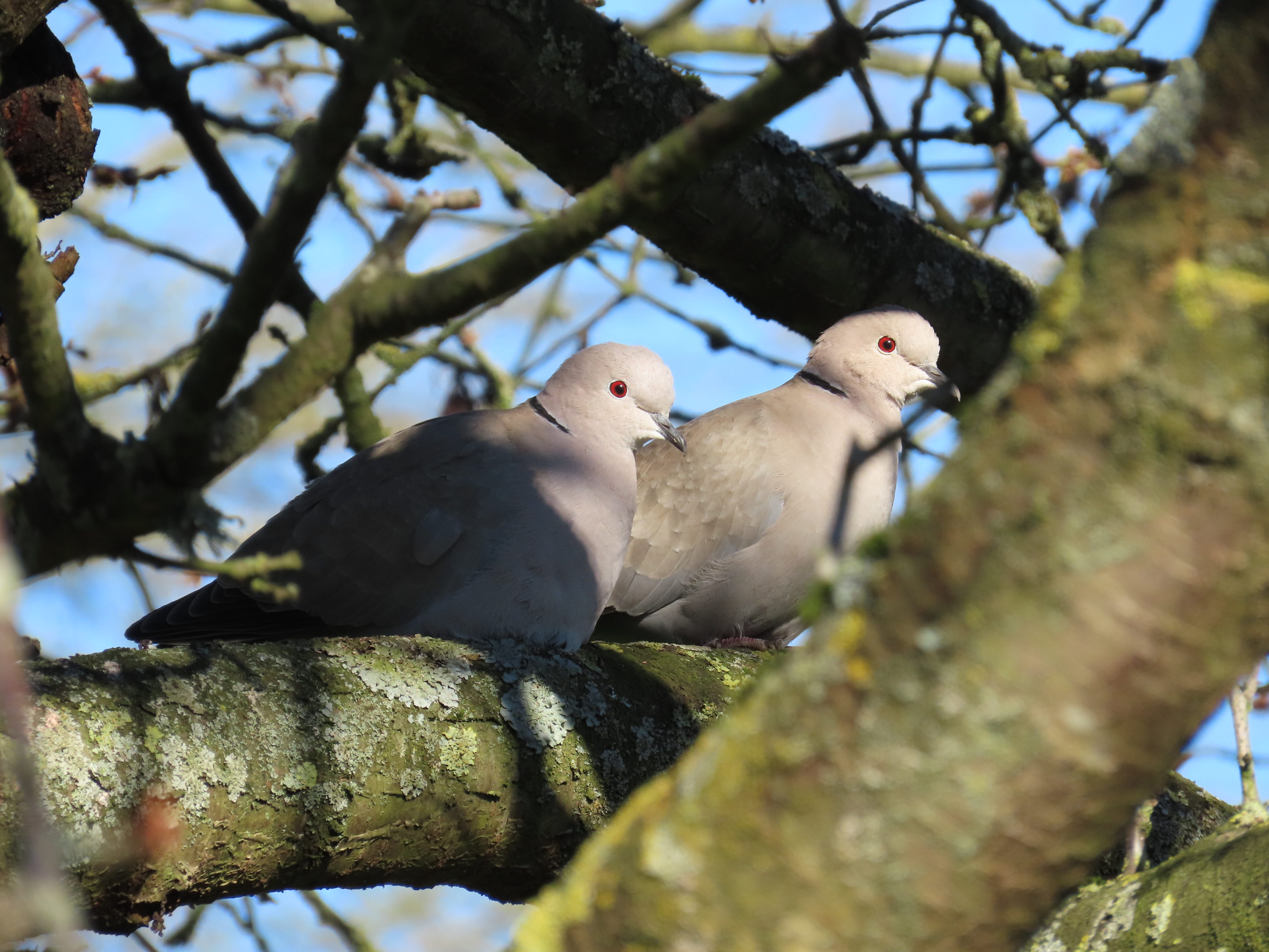 Meet the Wood Pigeon - by Gem at Birdfolk - Birdfolk