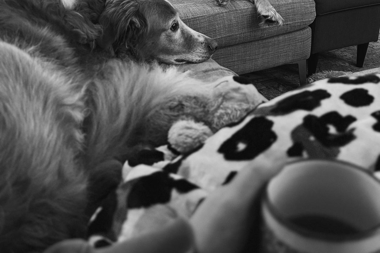 haver & sparrow | Charlene Storey | Substack