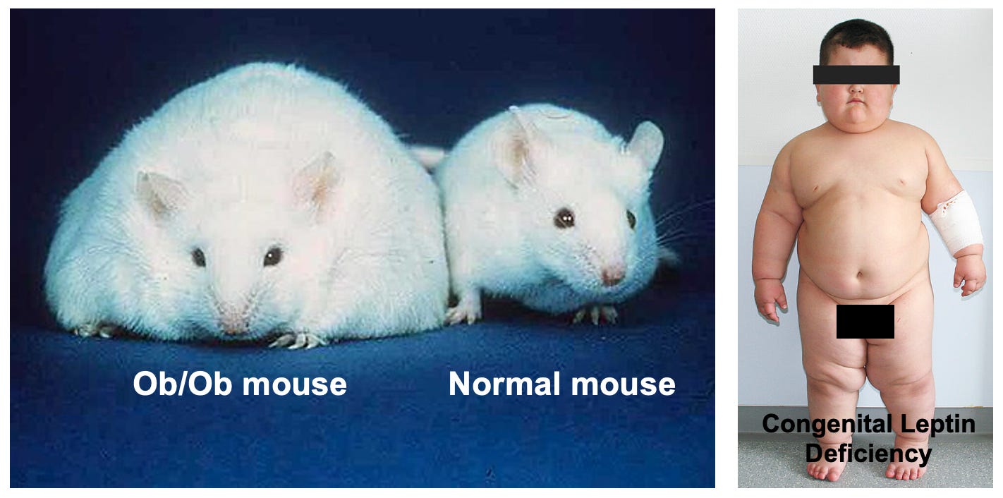 A Breakthrough in Obesity Biology: The Brain Signal We Finally Understand
