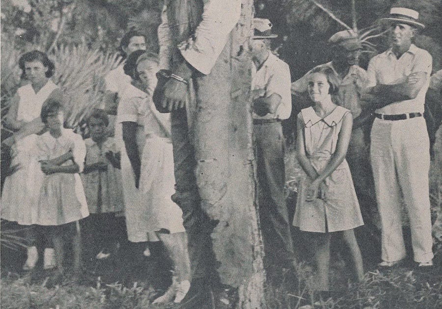 Hanging From Trees in 2025 - by Mariana Hernandez