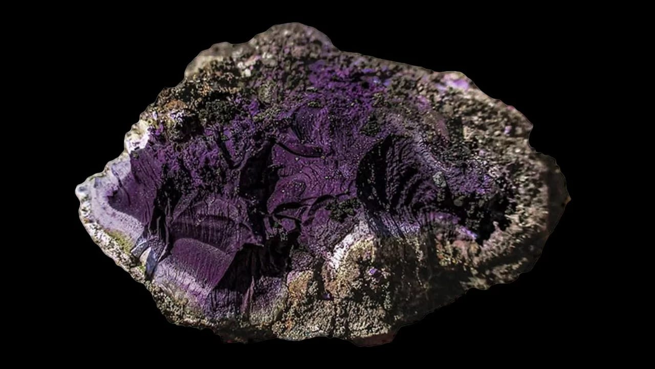 Coastal Color: Murex, Purpura, and the Power of Purple