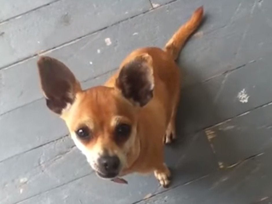 PETA death toll tops 50,000 - Nathan Winograd