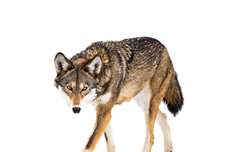 Learn French With Alexa | Substack