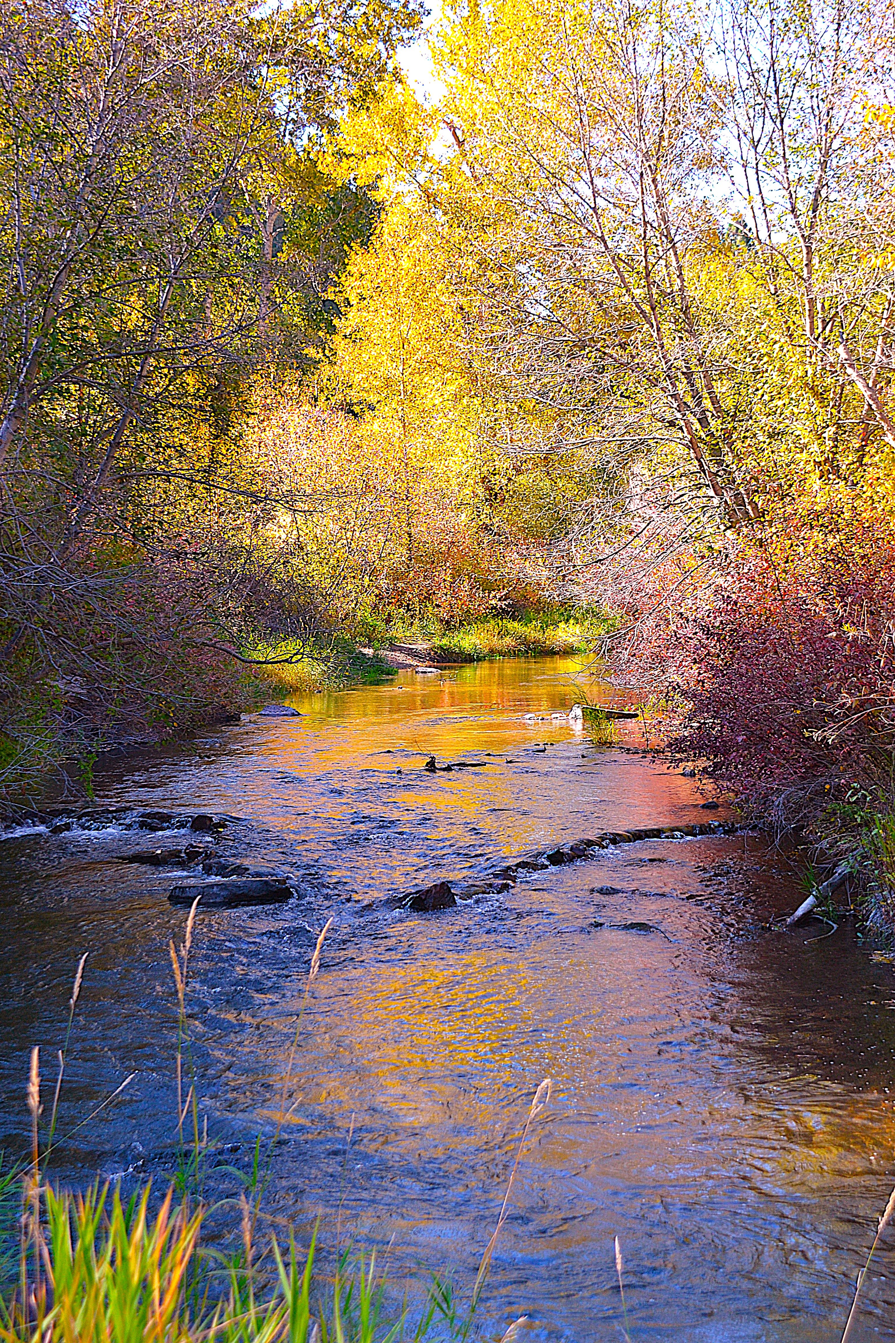 Shades of Autumn - by Cathey Cone
