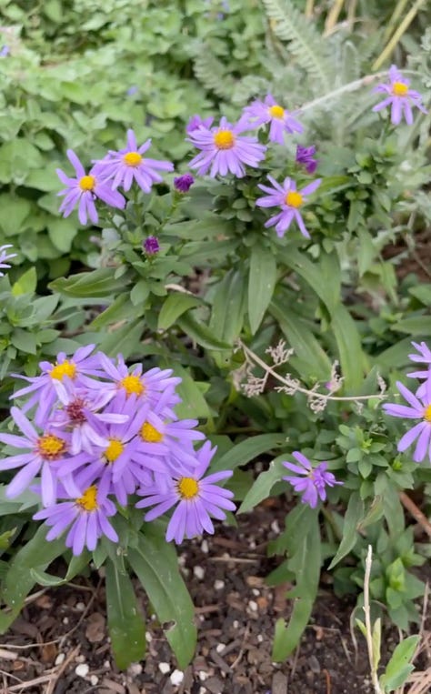 How to Grow Native North American Asters: Expert Tips for Thriving ...