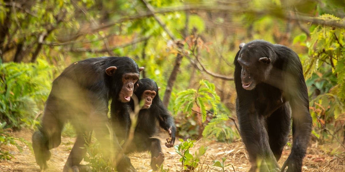 Sex, Power, and Peace: How Bonobos and Chimpanzees Reveal Our Evolutionary Social Strategies