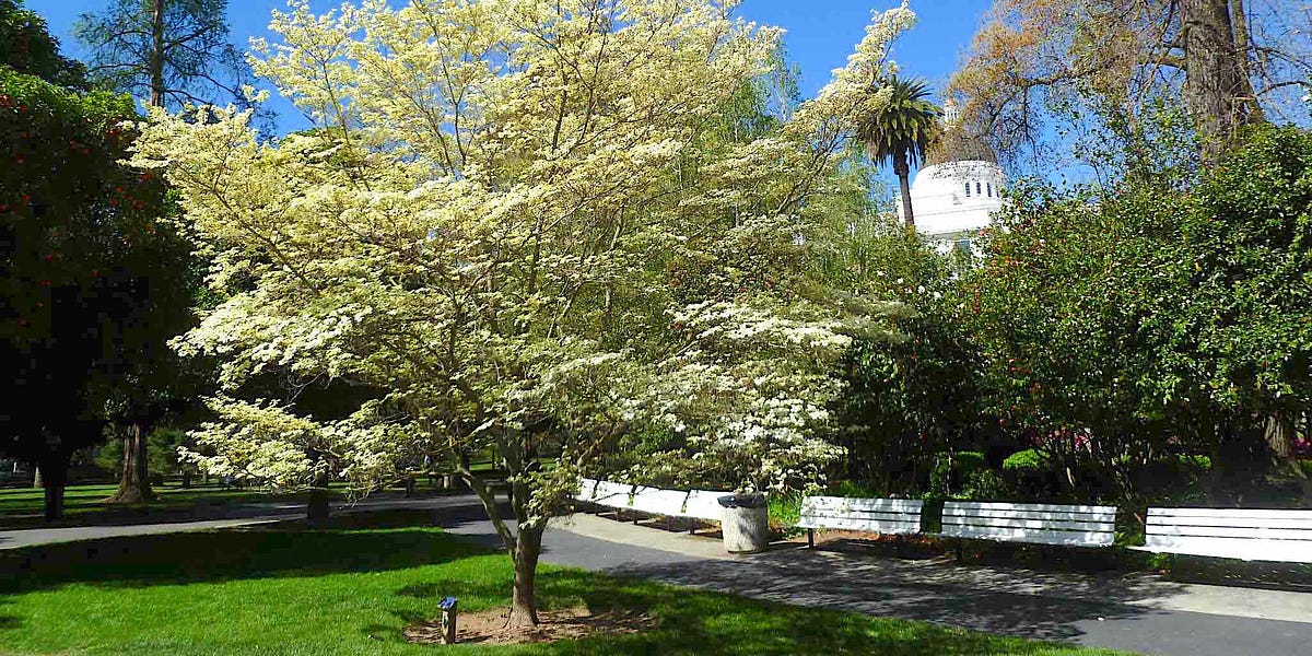dogwood tree leaf margin