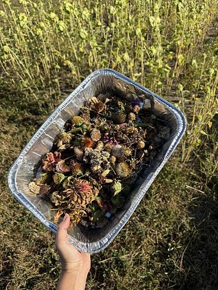 Alexandra Fasulo | Substack