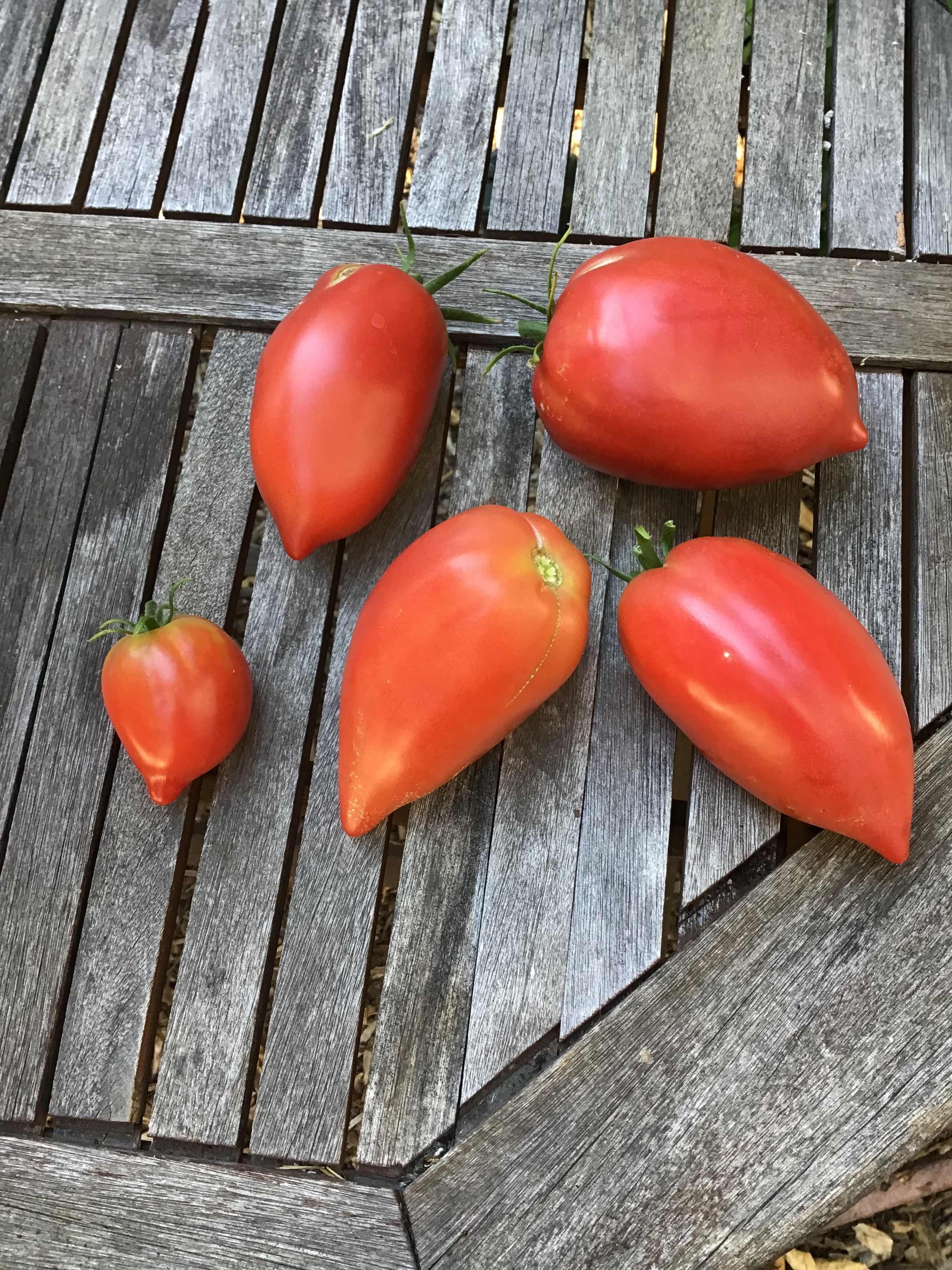 The 2026 Tomato Preview Show! - by Fred Hoffman