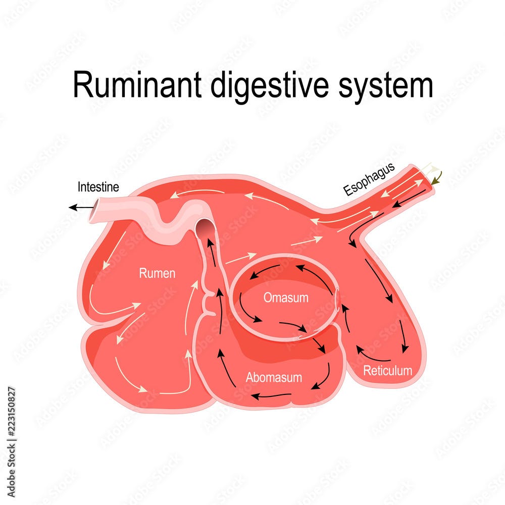 Understanding the Cattle Digestive System