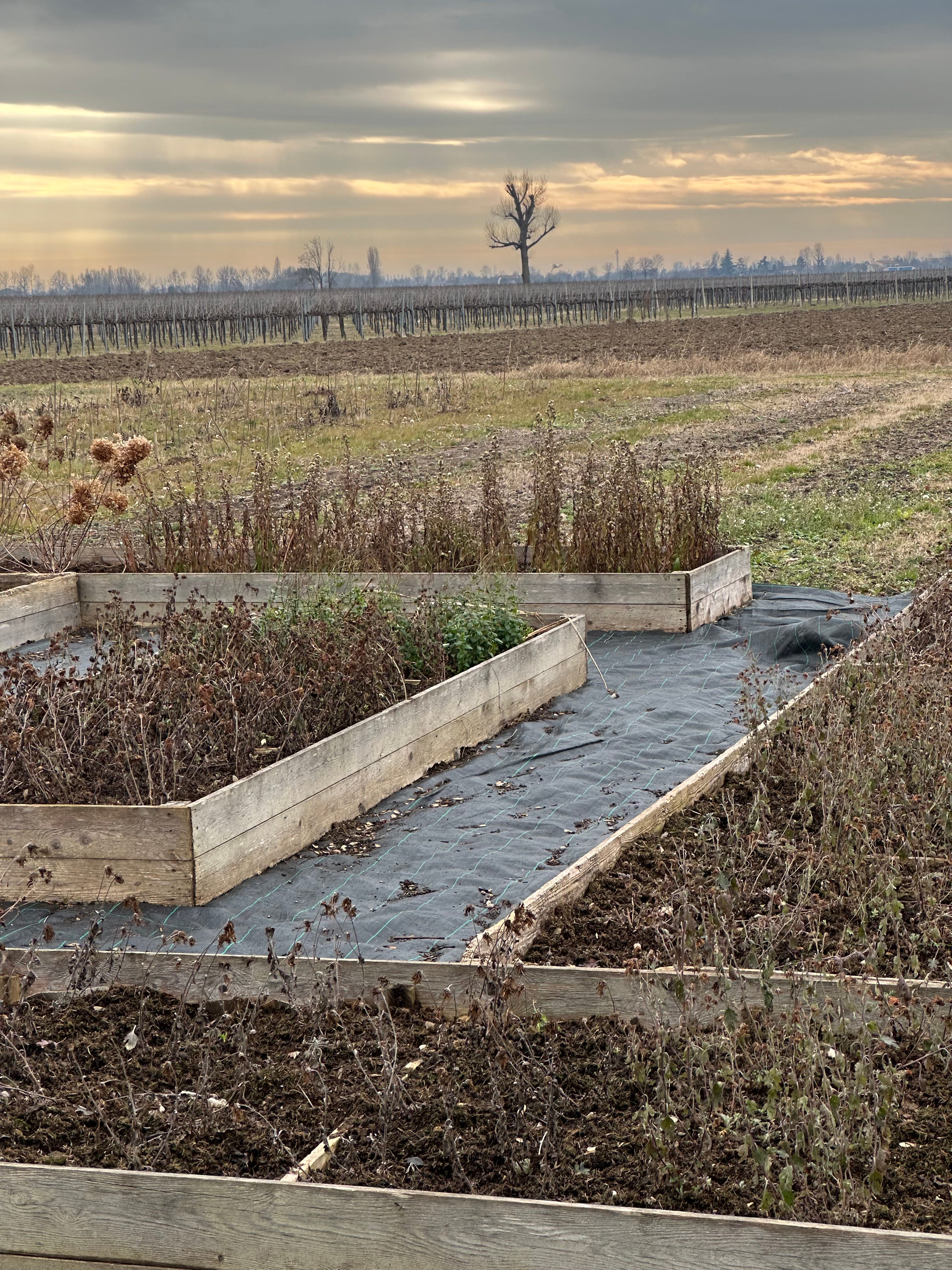 Giulia - Zia Nina Flower Farm (@sboccianotizie): "Sono tornata in campo ...