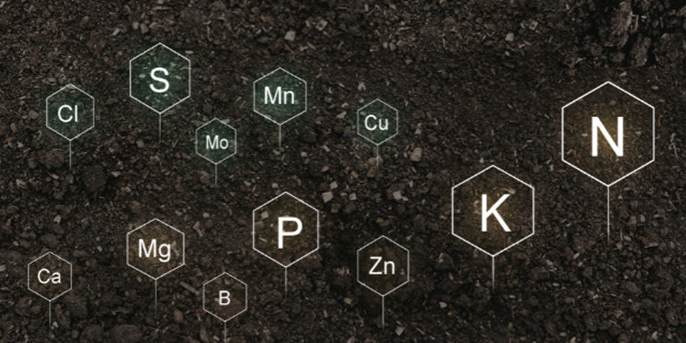 Soil Science 101: What Makes Soil Healthy and How to Improve Yours