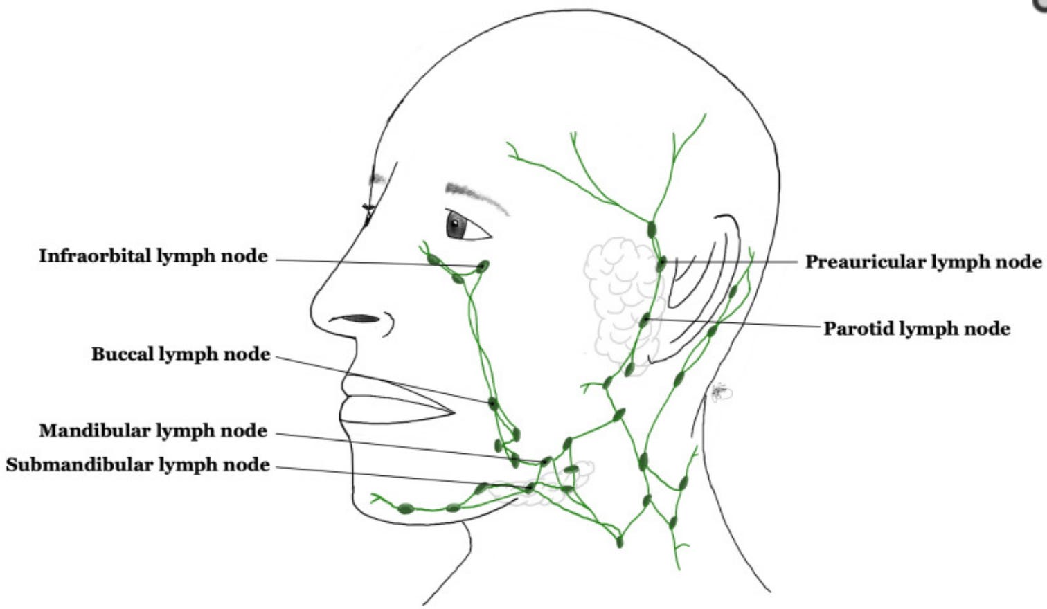 Lymphatic drainage blueprint for a defined jawline, glowing skin, and a ...