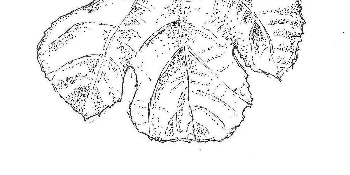 JK Rowling and the Reality of Sex - Helen Saxby