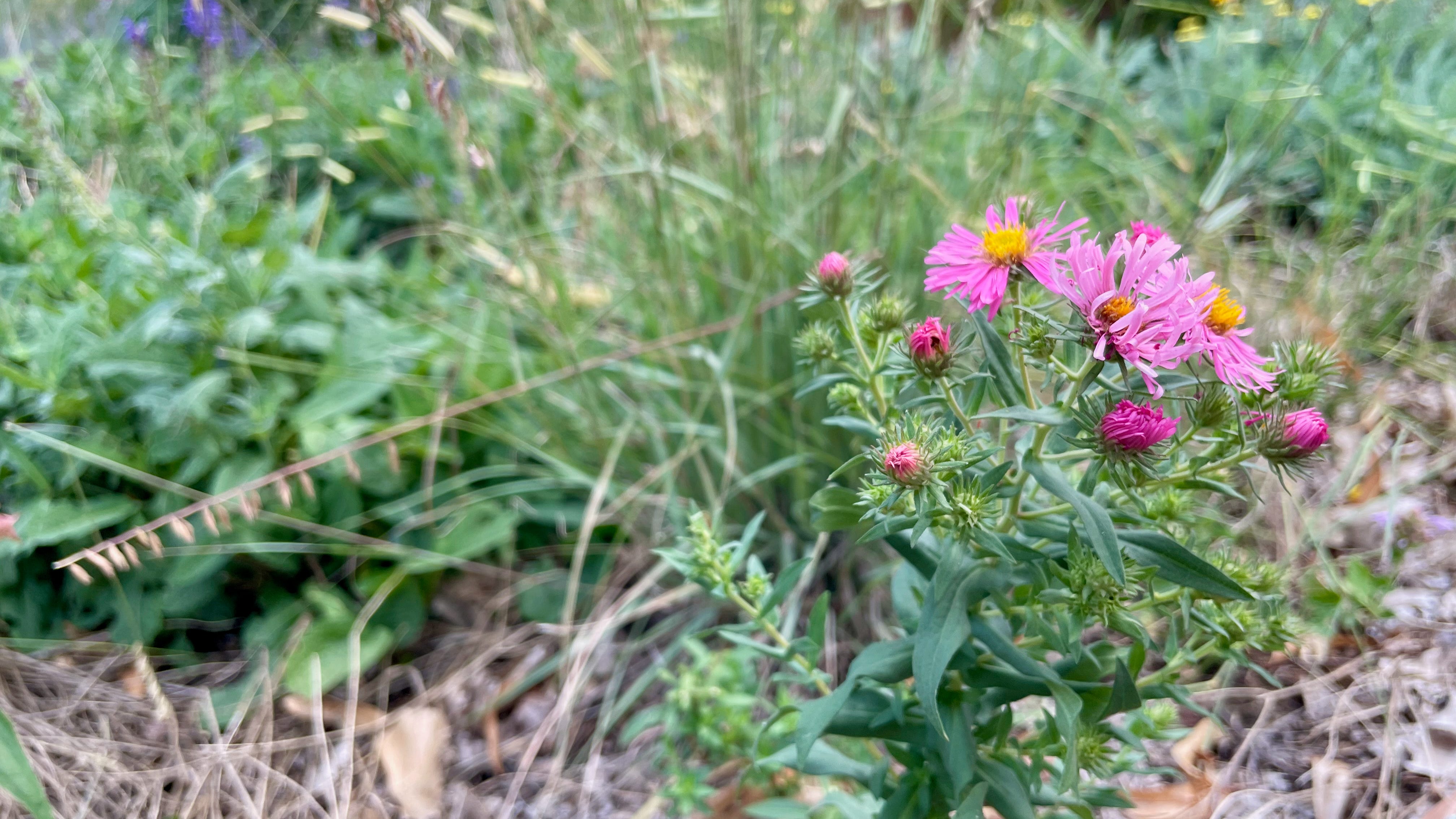 How to Grow Native North American Asters: Expert Tips for Thriving ...