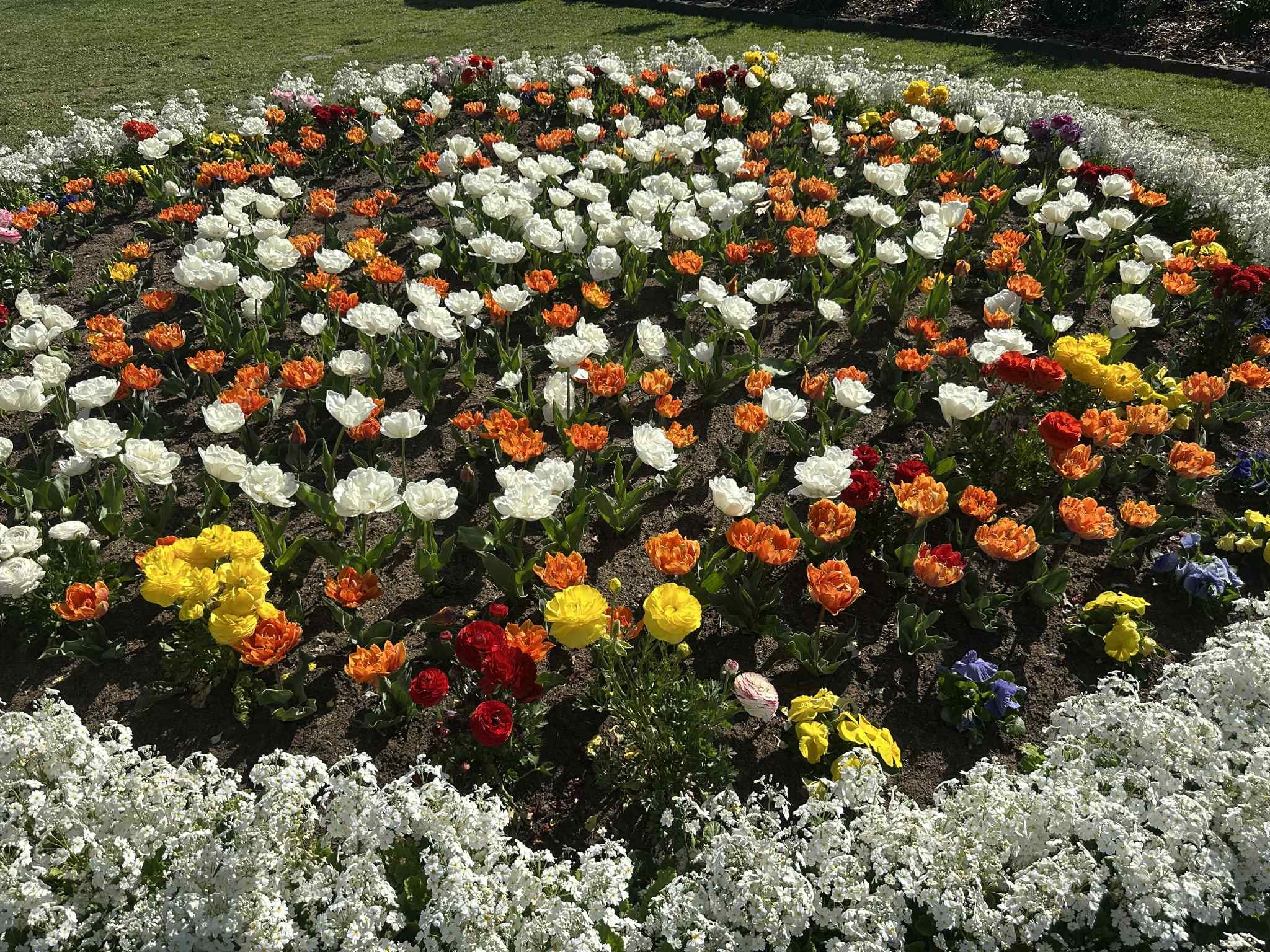 Bendigo Bloom Tulip Festival - by Jennifer Jones