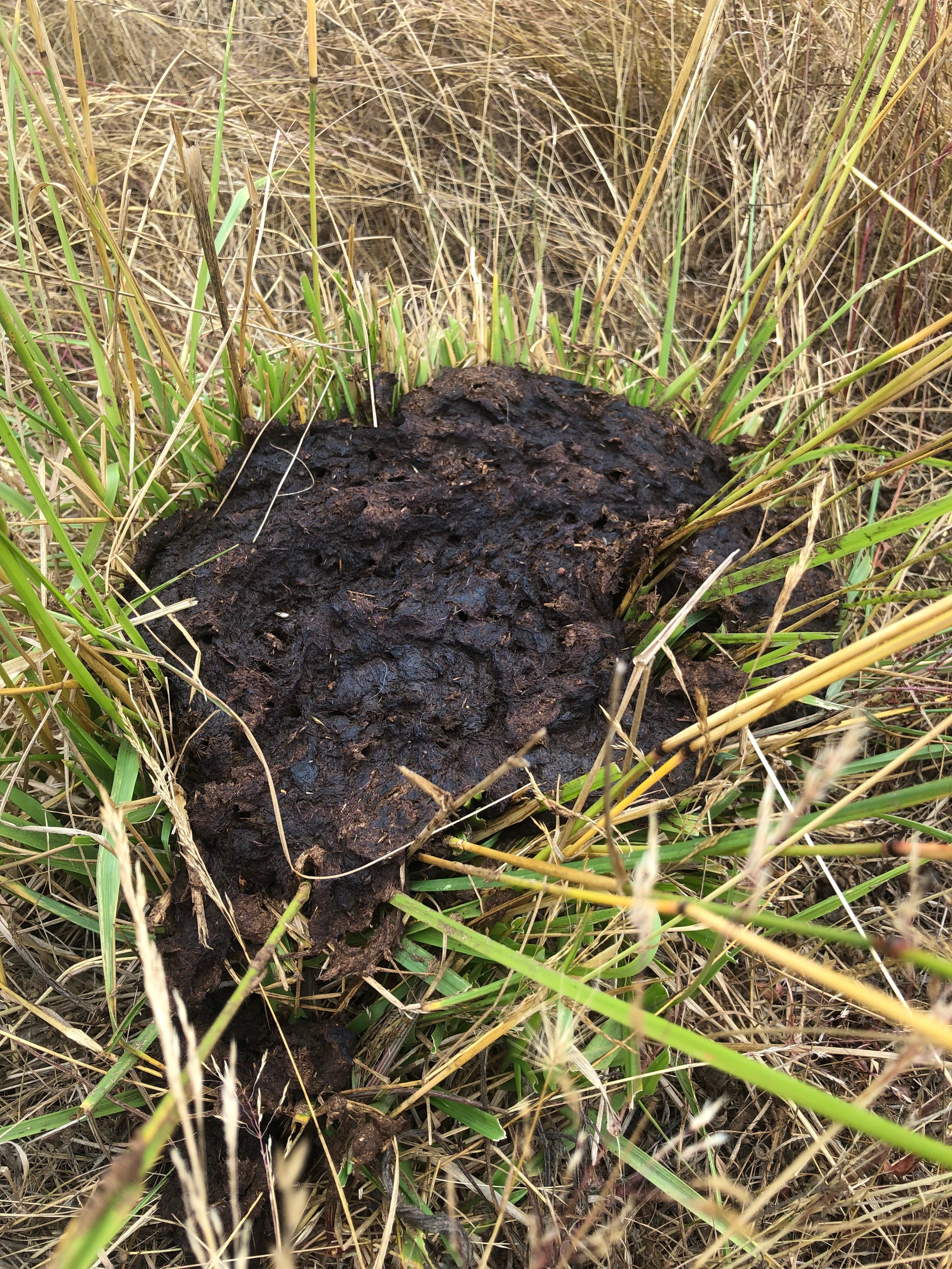 Holy Shit - Cattle Culture