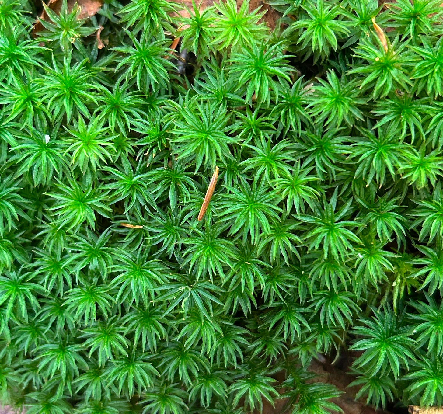 true mosses description
