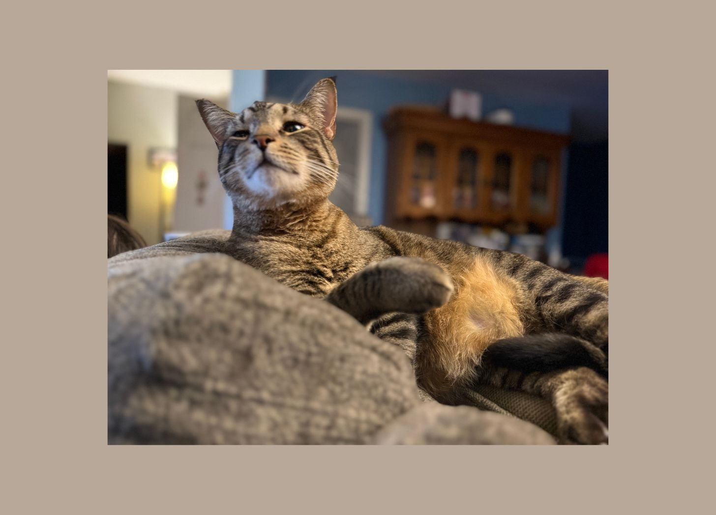 Weekly Whisker Round Up - by Mary - Fiction And Also Cats