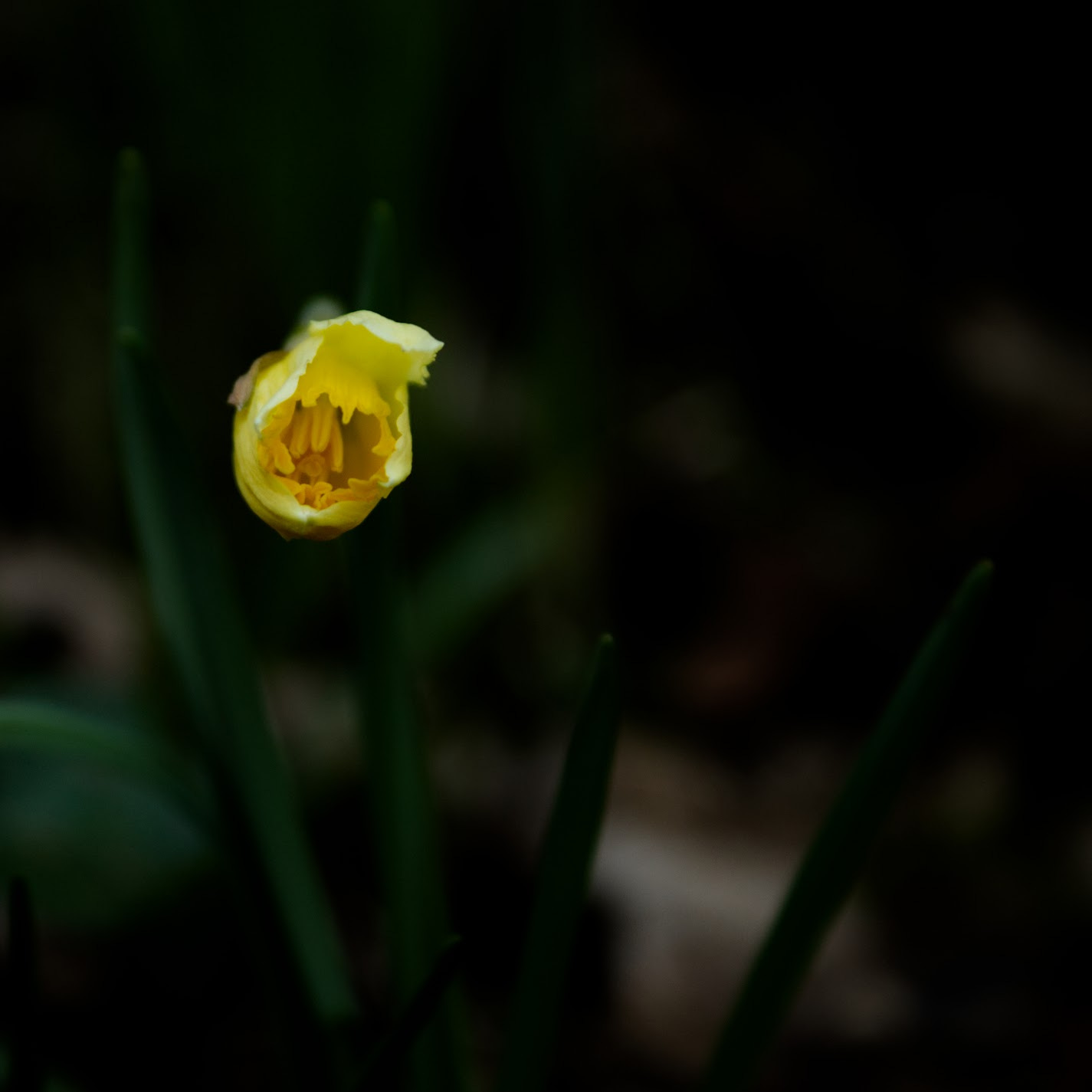 Cennin Pedr: the roots and reach of the wild daffodil