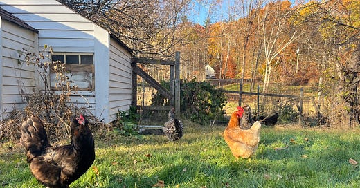 Backyard Farming Connection: Homesteading and Gardening | Gretchen at ...
