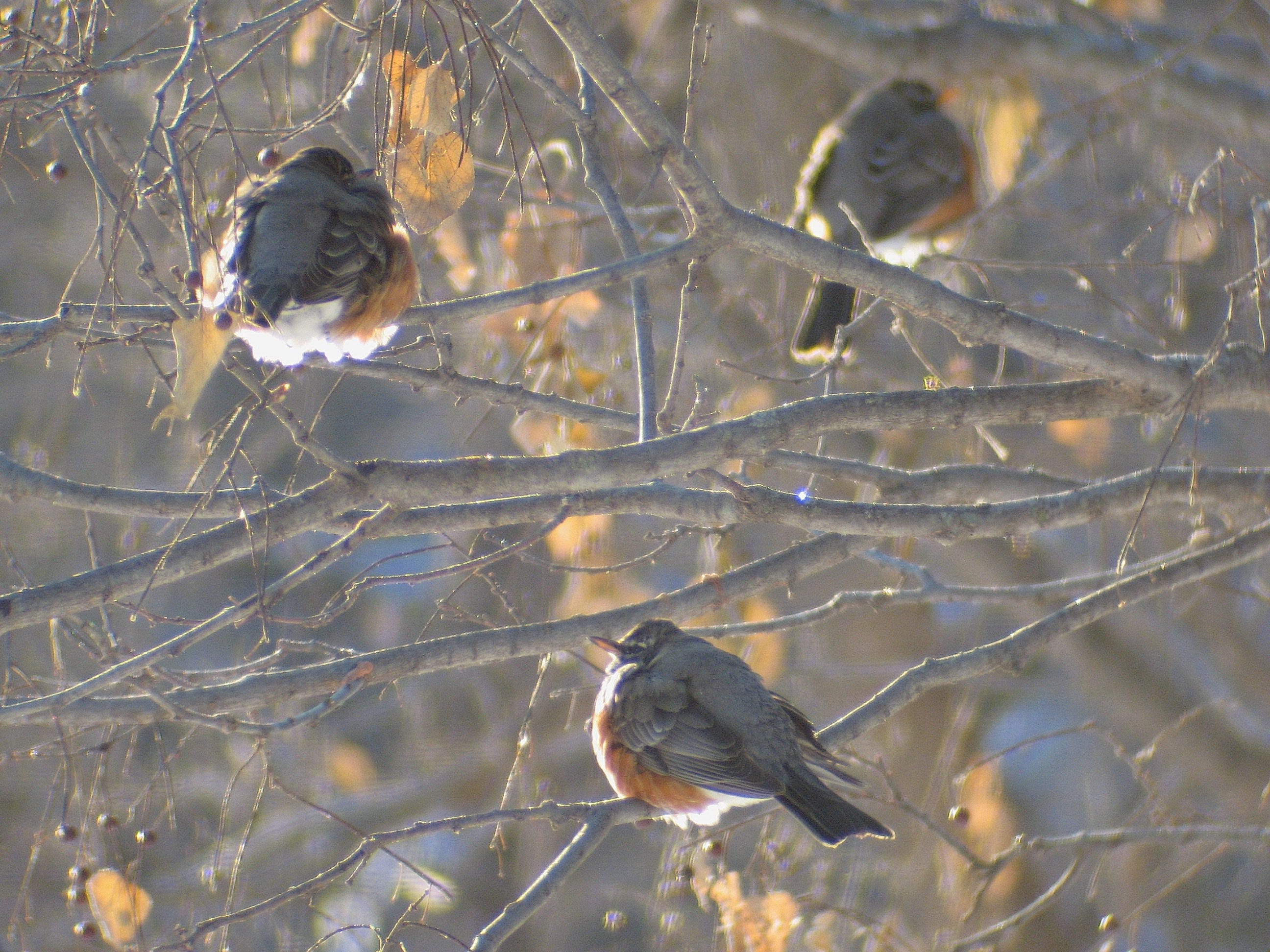 Winter Robins - by Lili McMillan - BirdingZen