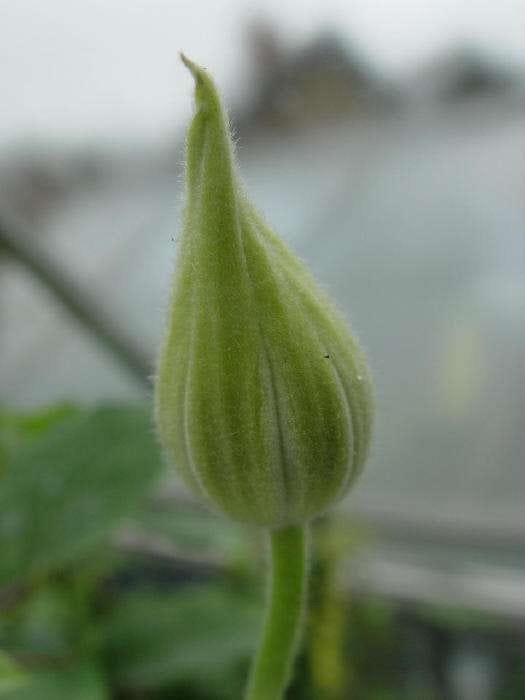 Akroposthion, Kynodesme, Vril and the indomitable youthful spirit