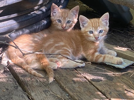 Tina McDaniels | Substack