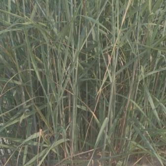 Couch Grass Helps Curb Kidney Stones and UTI Infections