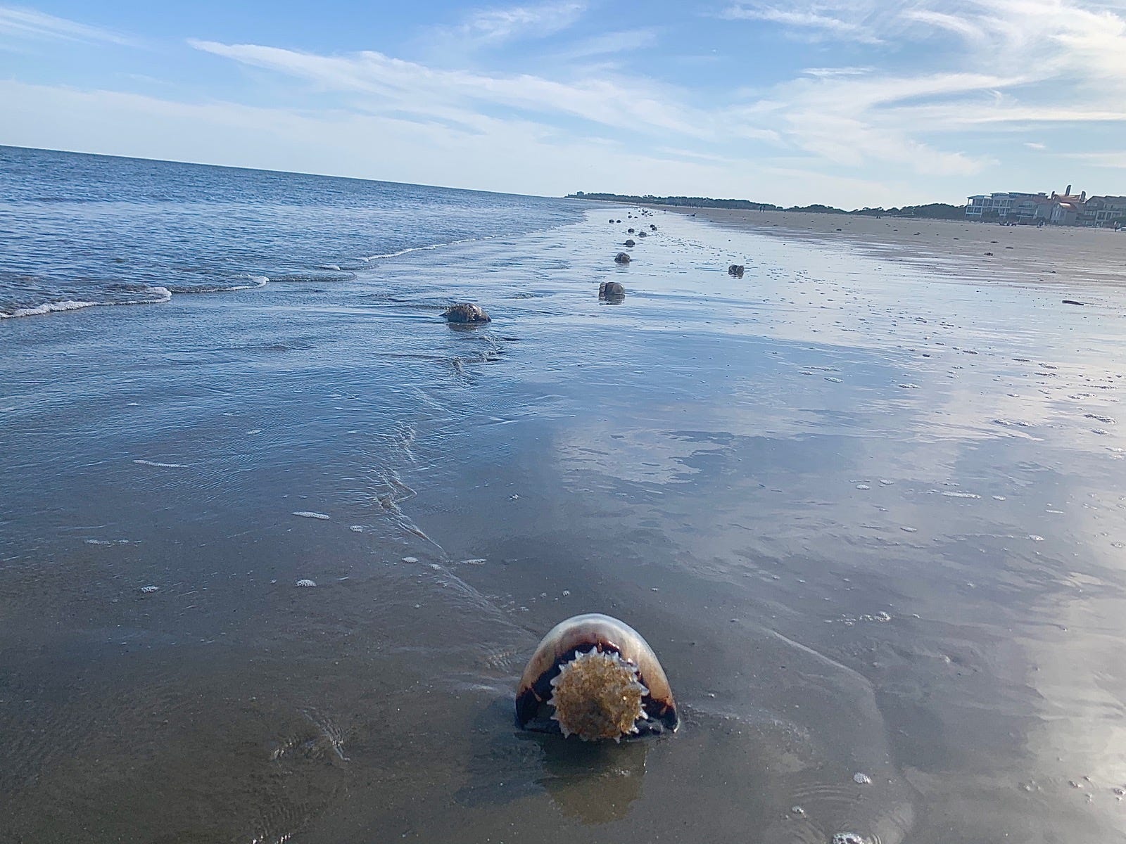 On Marianne Moore's "A Jelly-Fish" - by A. D. Stricker