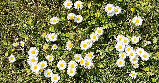 Daniel Alm | Substack