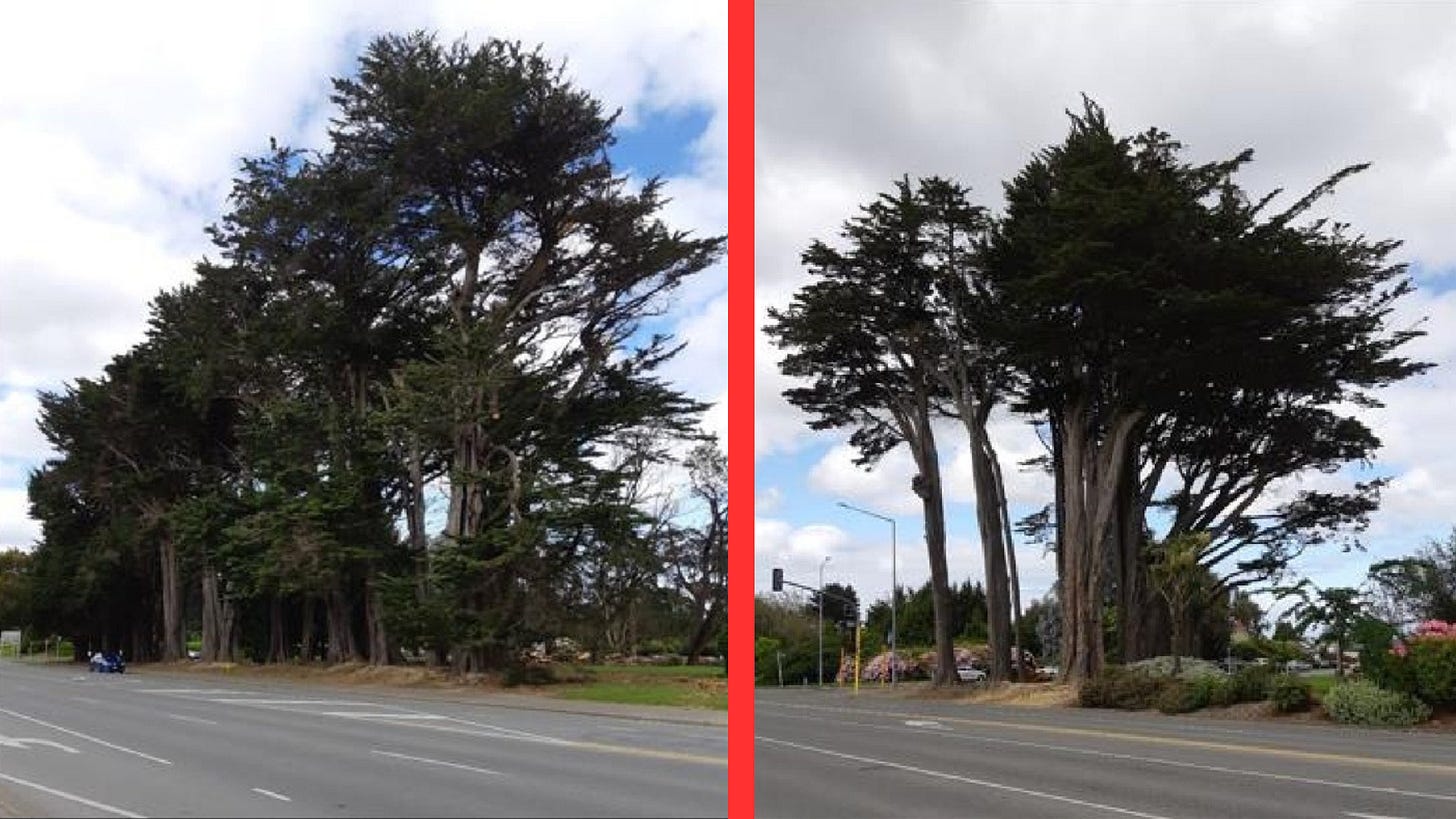 'Lucky nobody killed': Trees at two key intersections to be cut down