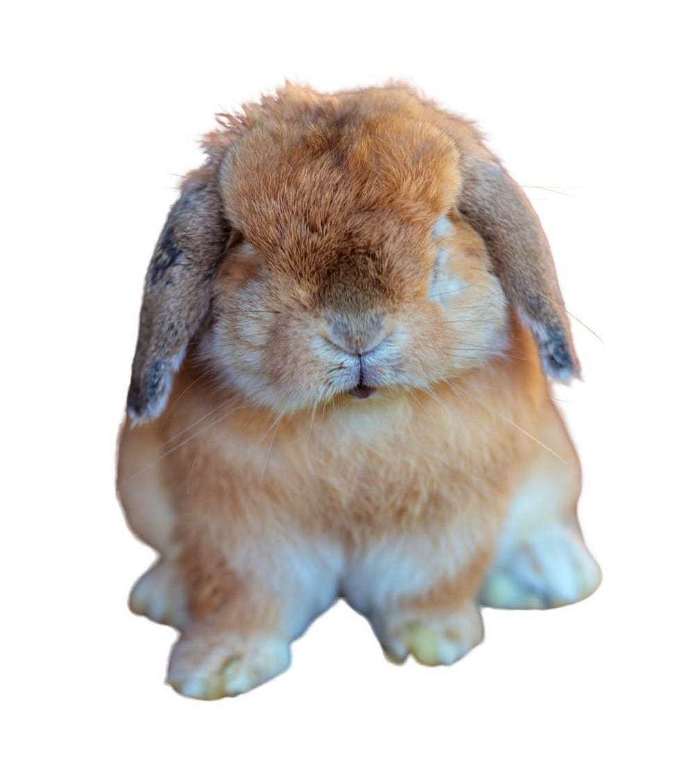 why do lops have floppy ears
