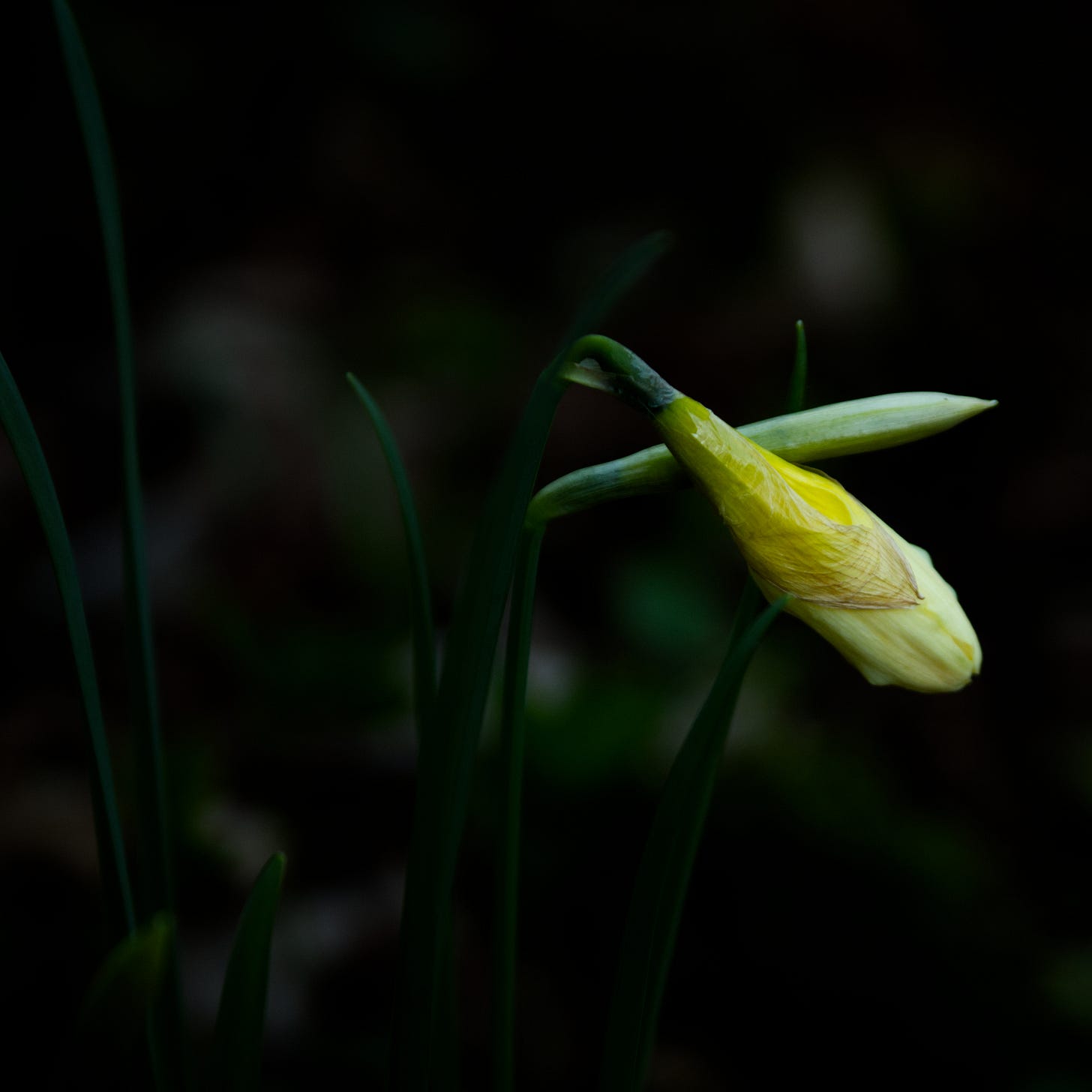 Cennin Pedr: the roots and reach of the wild daffodil