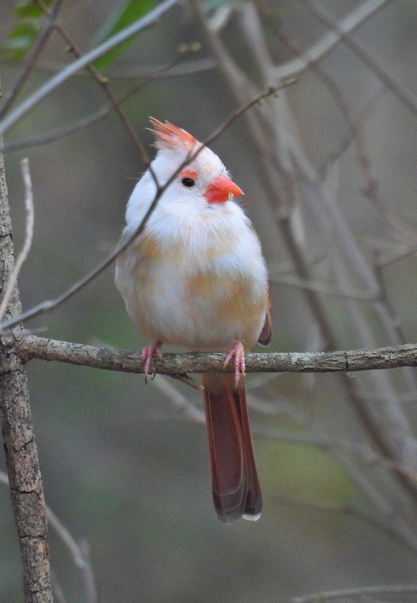 pied cardinal