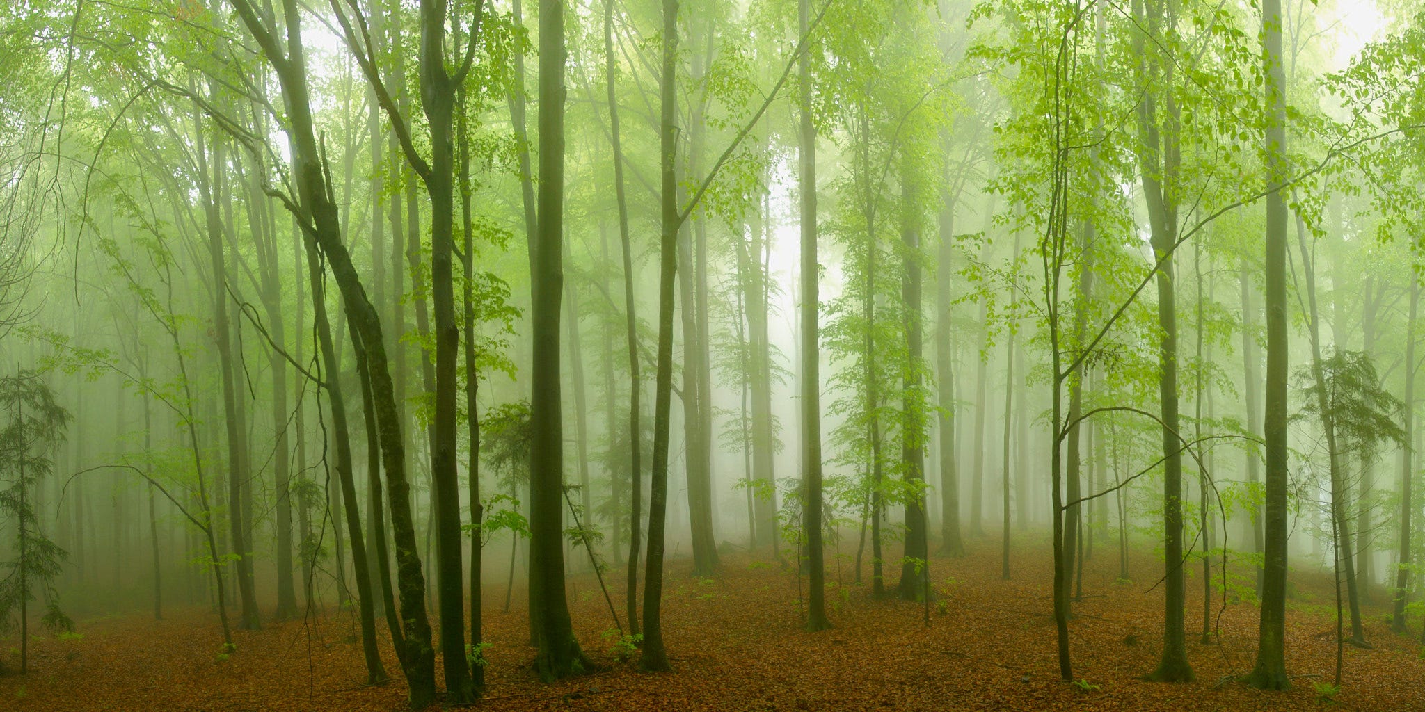 The Four Major Types of Forests Around the World