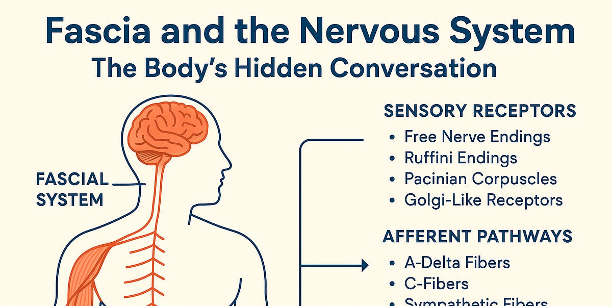 The Hidden Web: Understanding Fascia as the Body’s Living Network