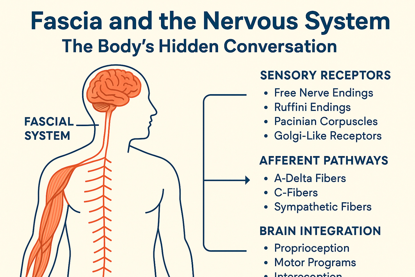 The Hidden Web: Understanding Fascia as the Body’s Living Network