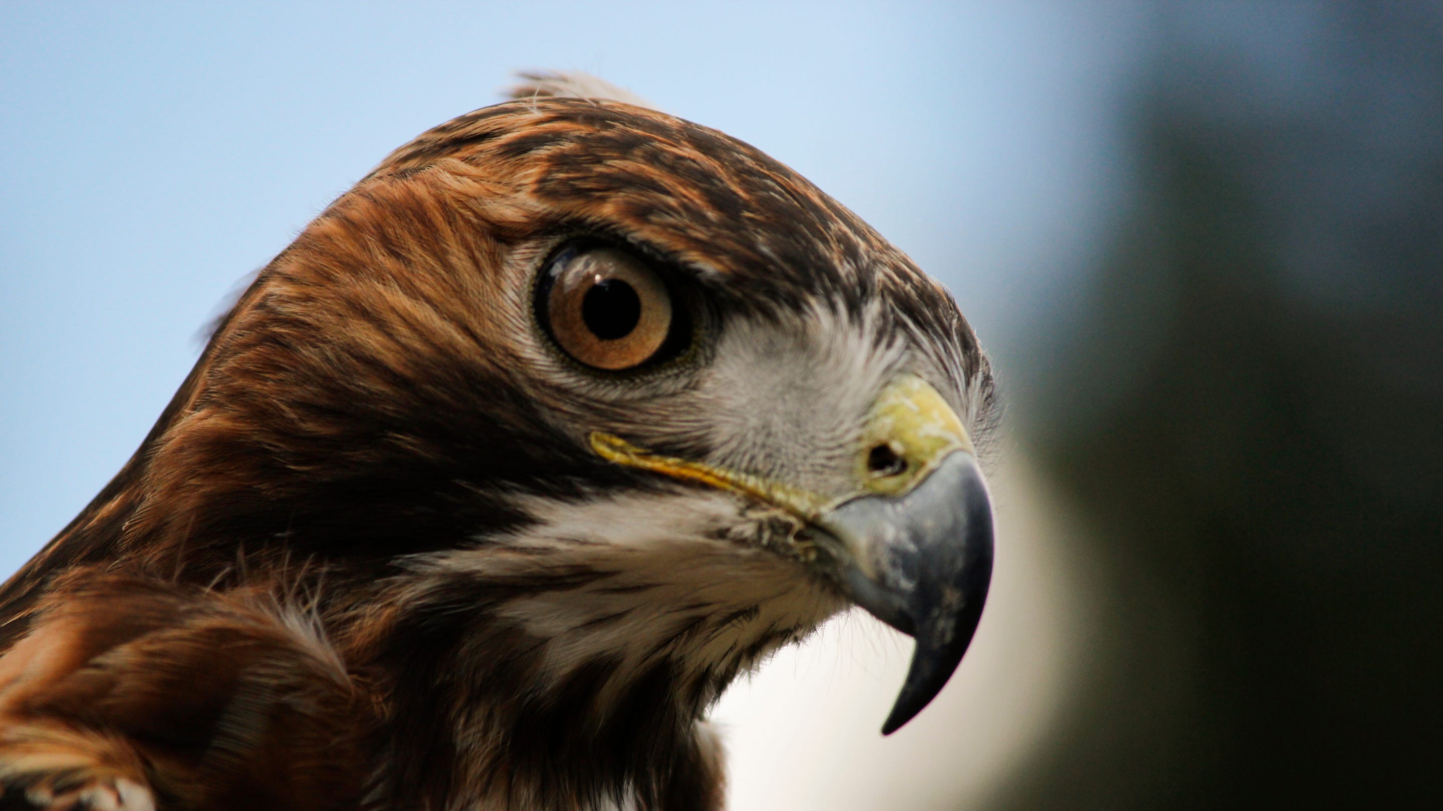 A Hawk in East Asia's Skies - by Jennifer Lind - Blue Blaze