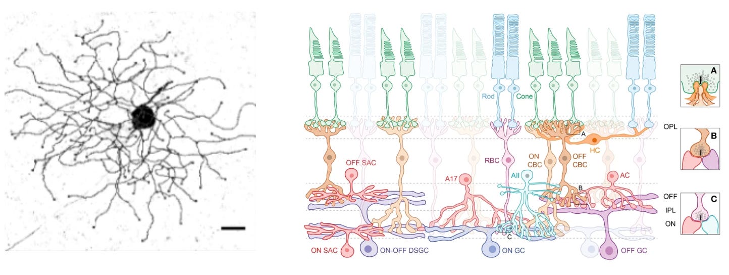 Cell types: encoding the brain's BIOS - by Patrick Mineault