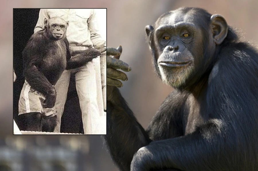 Oliver the “Humanzee”: The Chimp Who Walked Like Us - and What Science ...