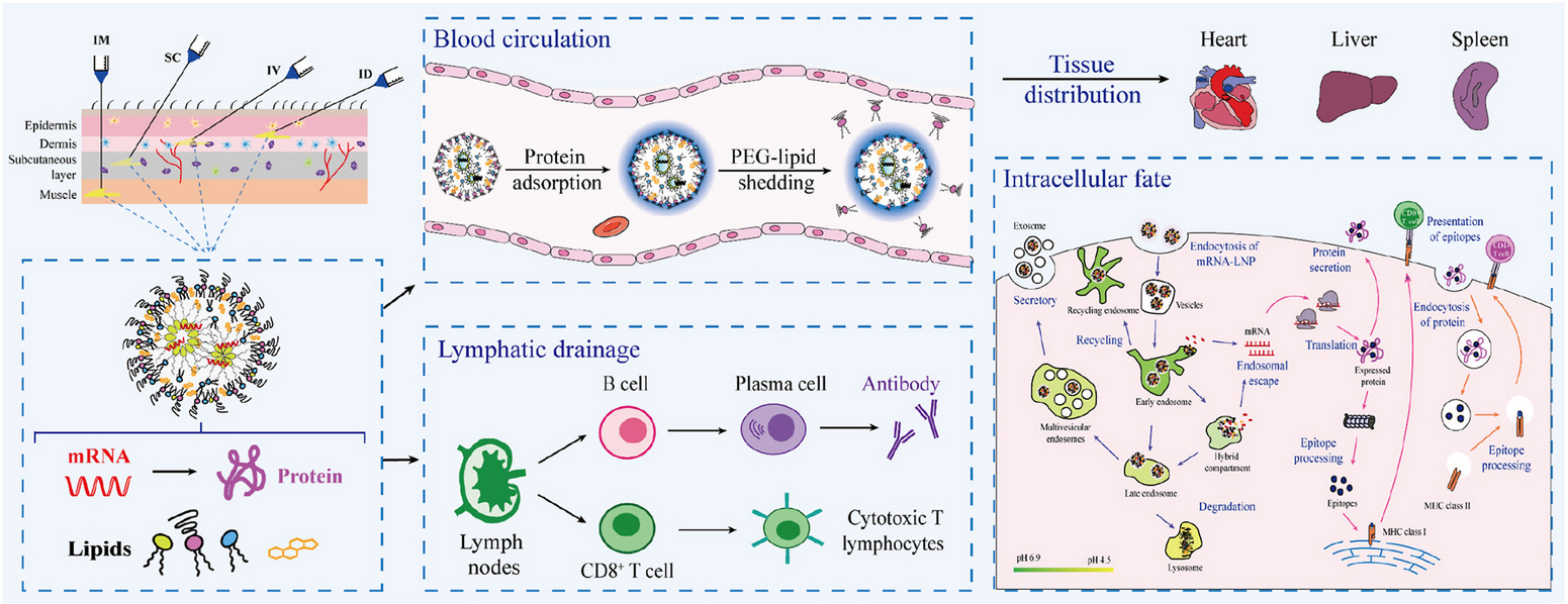 LNPs as Supramolecular Assemblies: Changing the Object of Analysis