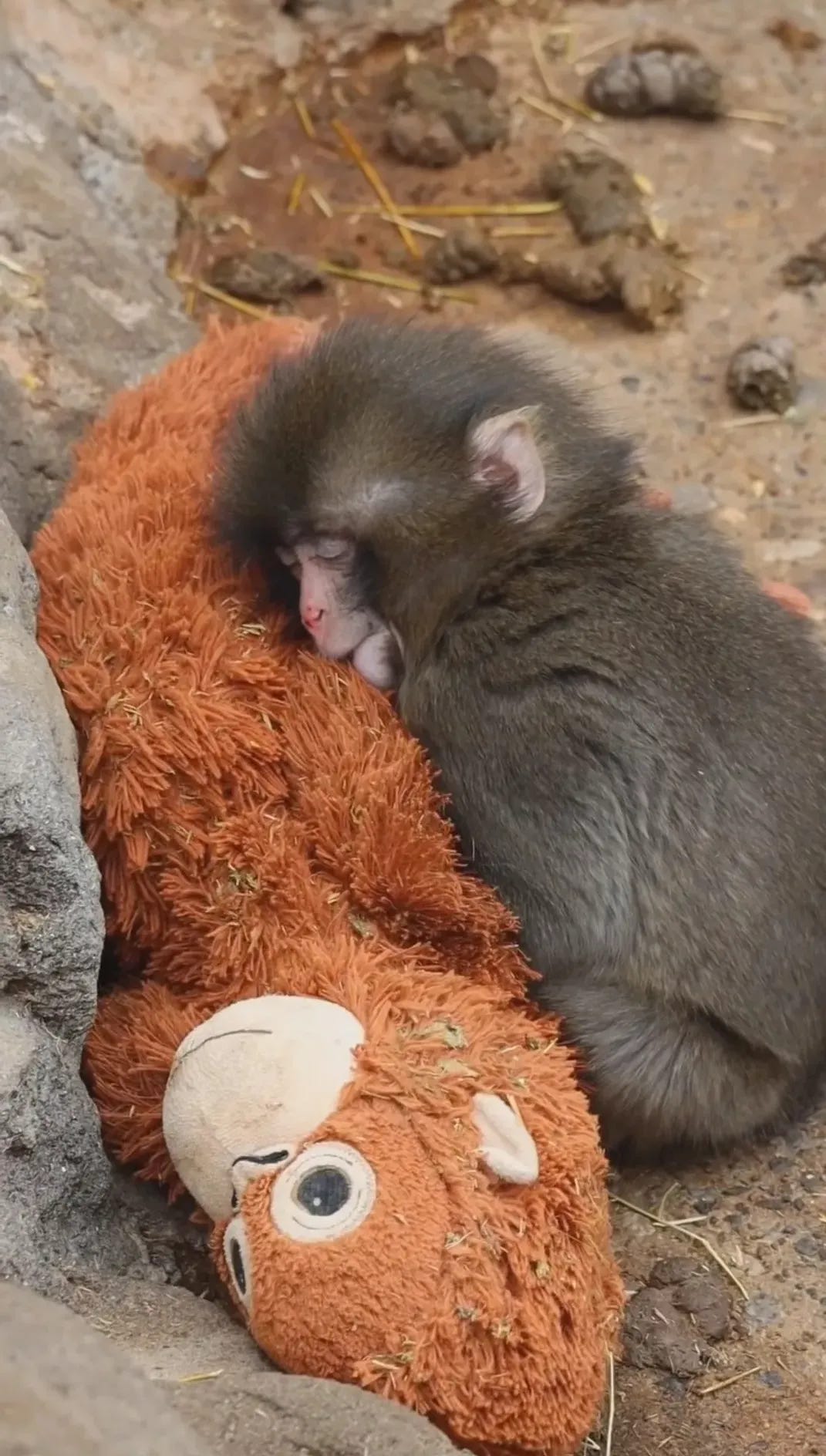 Panchi-Kun's wild first month as a full time monkey