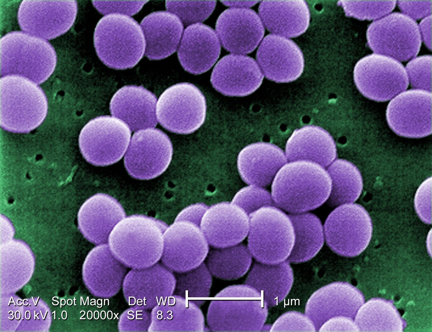 A Visual Journey through Bacterial Morphology: Understanding Microbial ...