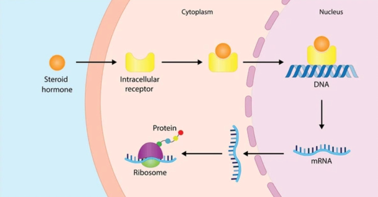 Understanding the endocrine system (Part 2).