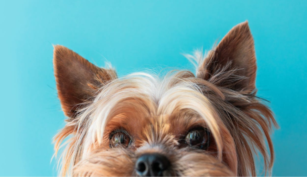 The Humans in the Loop | Heather Baker | Substack